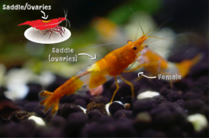 Dwarf Shrimp Egg Development - Shrimply Explained