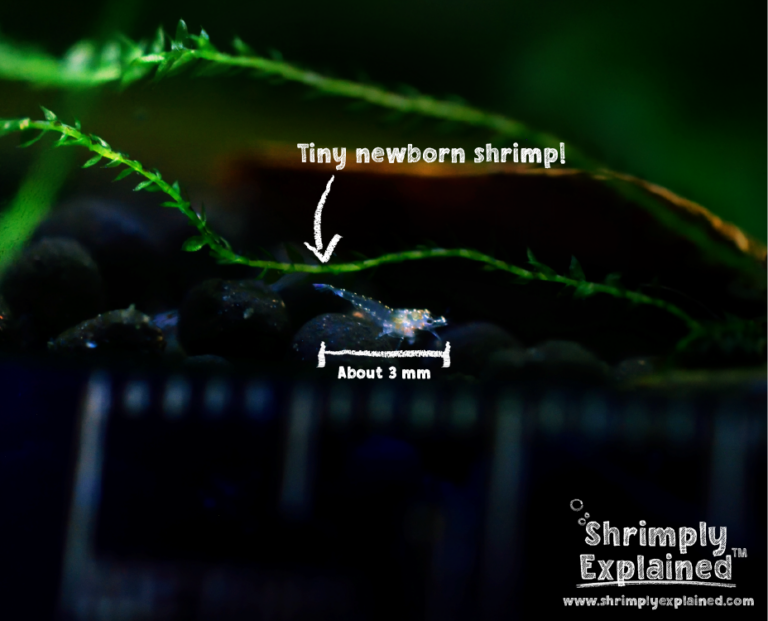 Dwarf Shrimp Egg Development - Shrimply Explained