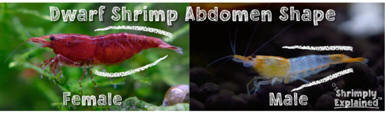 SB109: Differences Between Male and Female Dwarf Shrimp - Shrimply ...