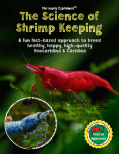 Why Wild Type Neocaridina Are Perfect For Beginners (And Community ...
