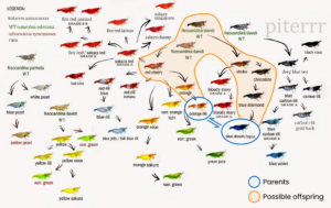 Why Wild Type Neocaridina Are Perfect For Beginners (And Community ...