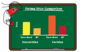 Why Wild Type Neocaridina Are Perfect For Beginners (And Community ...