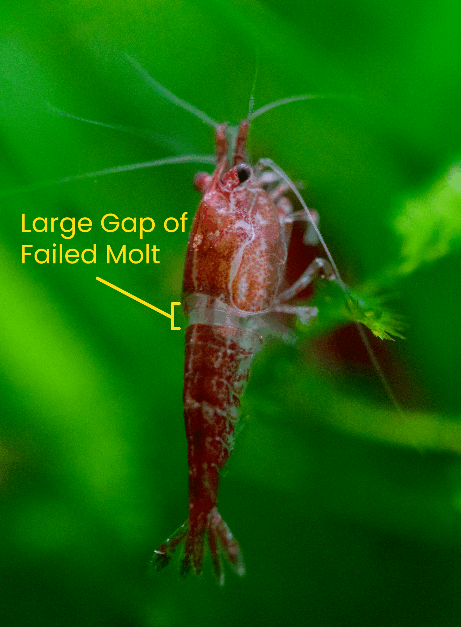 Remineralizers for Shrimp Tanks: The Complete Guide to Perfect Water ...