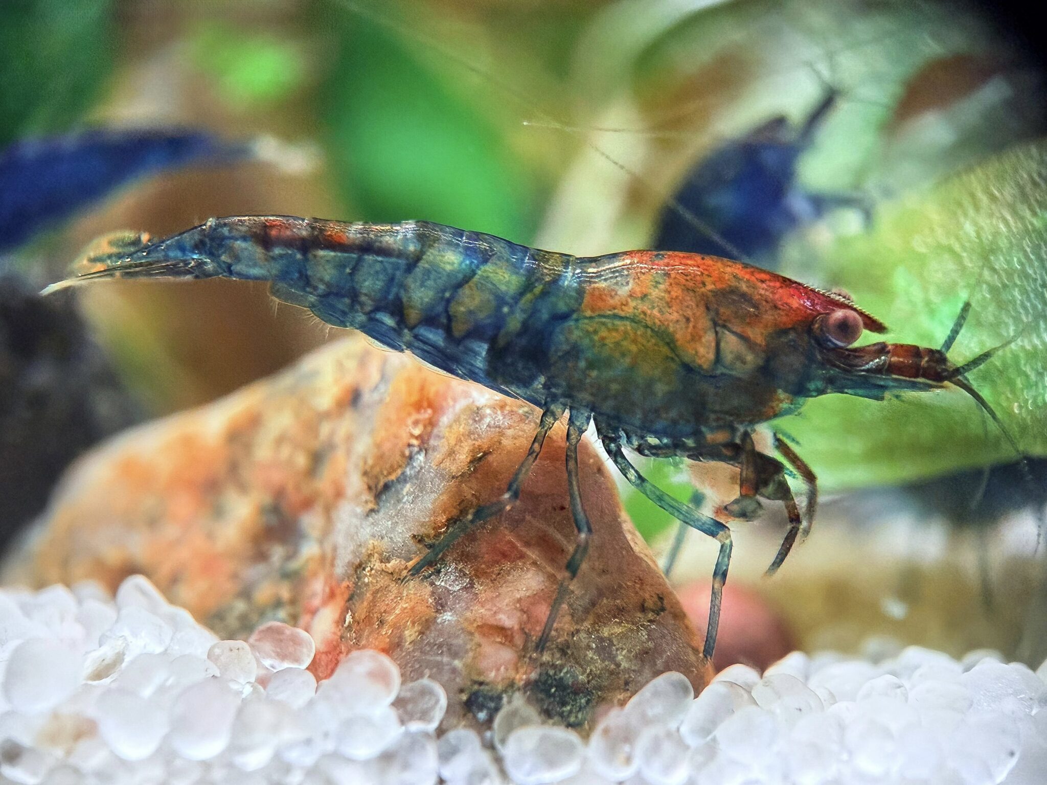 Why Wild Type Neocaridina Are Perfect For Beginners (And Community ...
