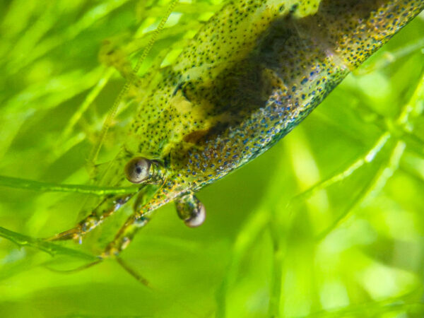 Why Wild Type Neocaridina Are Perfect For Beginners (And Community ...