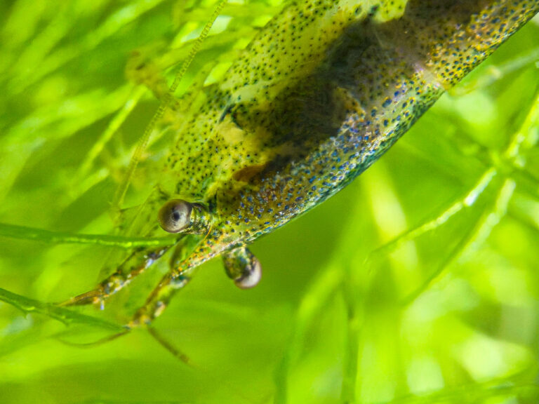 Why Wild Type Neocaridina Are Perfect For Beginners (And Community ...