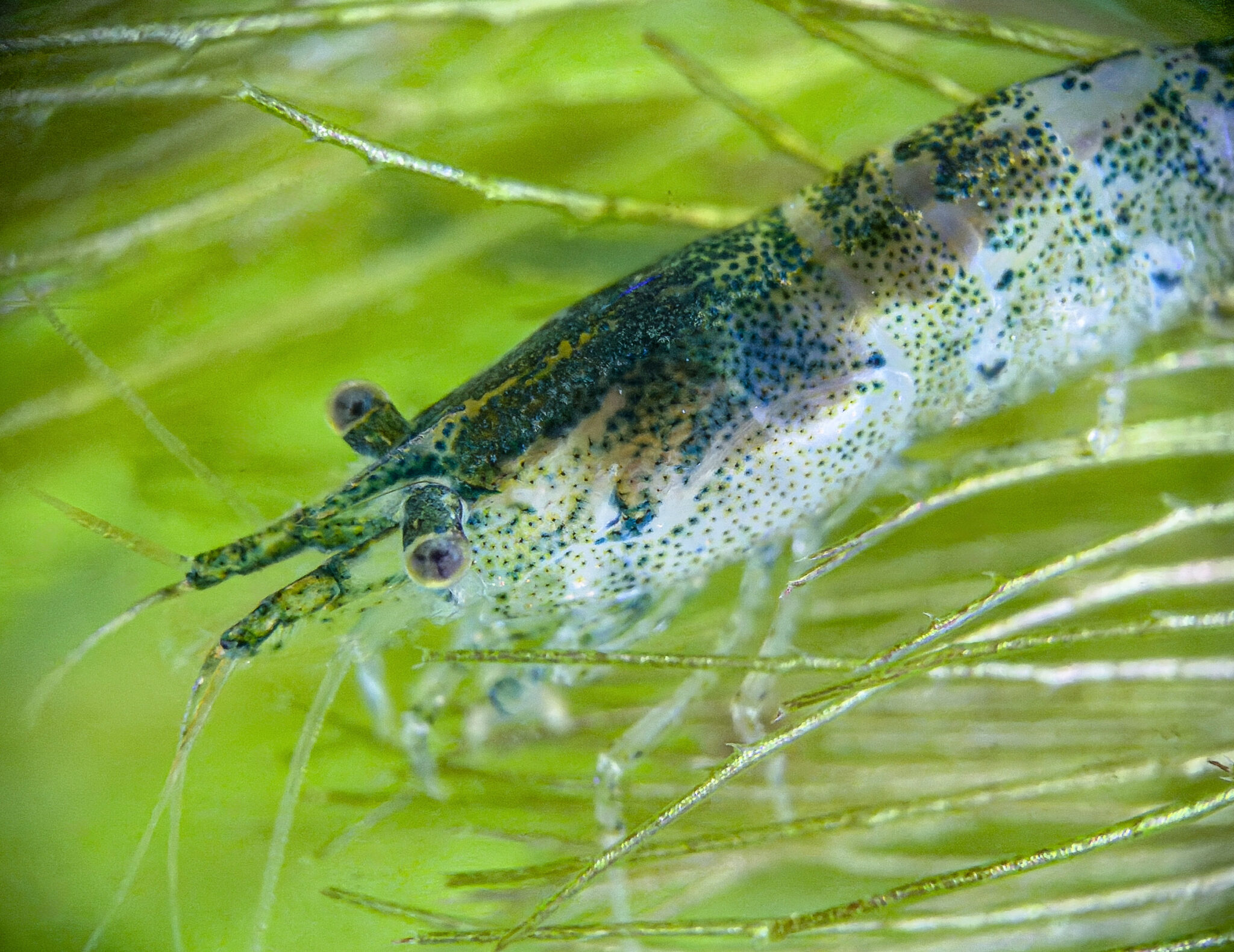 Why Wild Type Neocaridina Are Perfect For Beginners (And Community ...