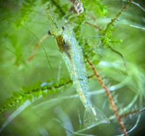 Why Wild Type Neocaridina Are Perfect For Beginners (And Community ...