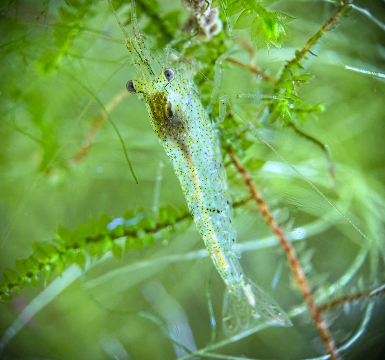 Why Wild Type Neocaridina Are Perfect For Beginners (And Community ...
