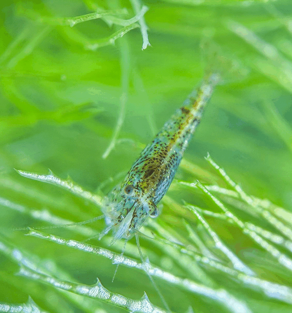 Why Wild Type Neocaridina Are Perfect For Beginners (And Community ...